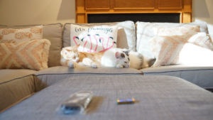 $200 Robot Vacuums Roundup - Eufy RoboVac 11S and Ecovacs Deebot N79S ...